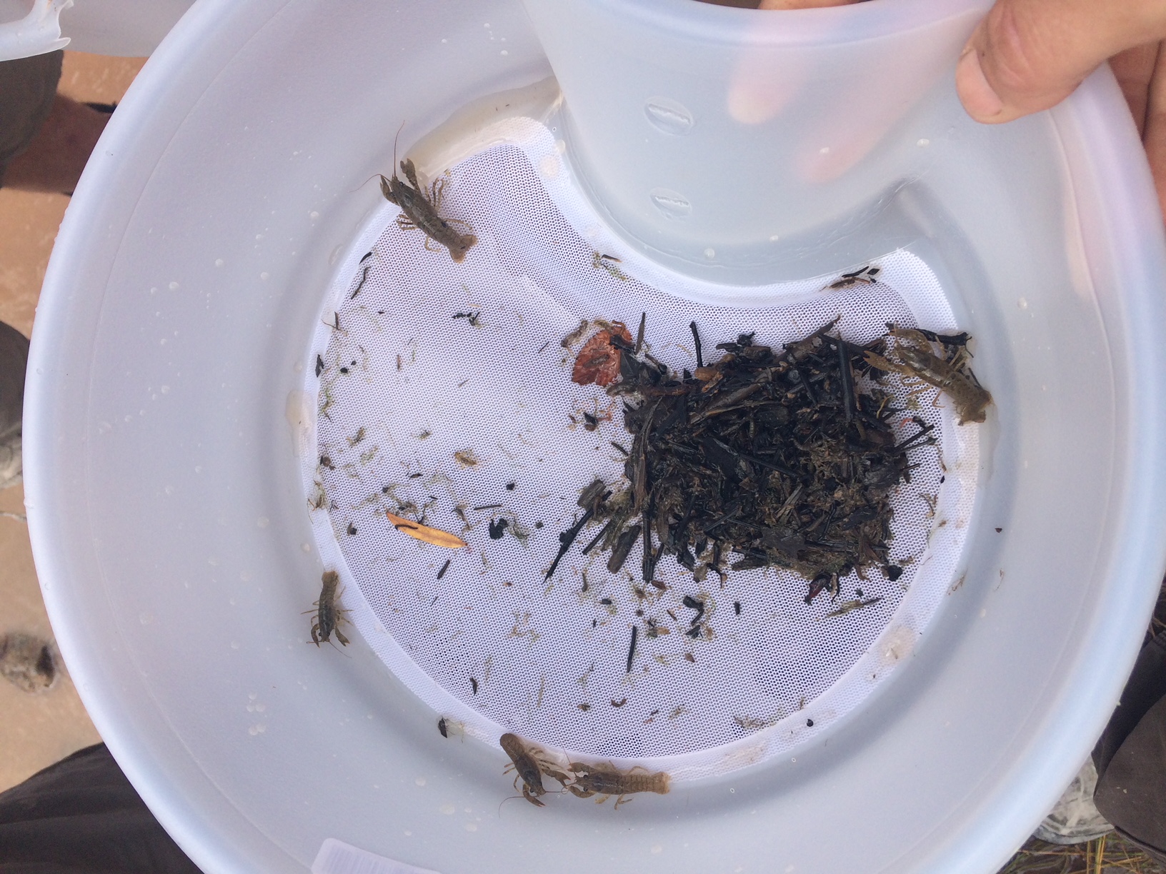 Do you have the “bug” for river science? - Western Slope Conservation ...